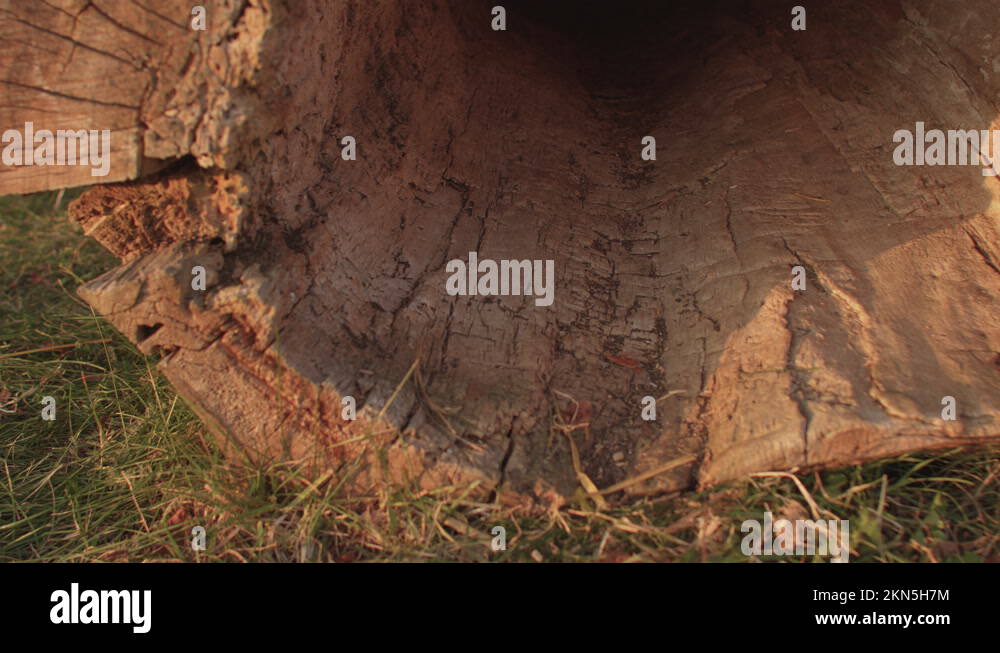 Animal residence Stock Videos & Footage - HD and 4K Video Clips - Alamy