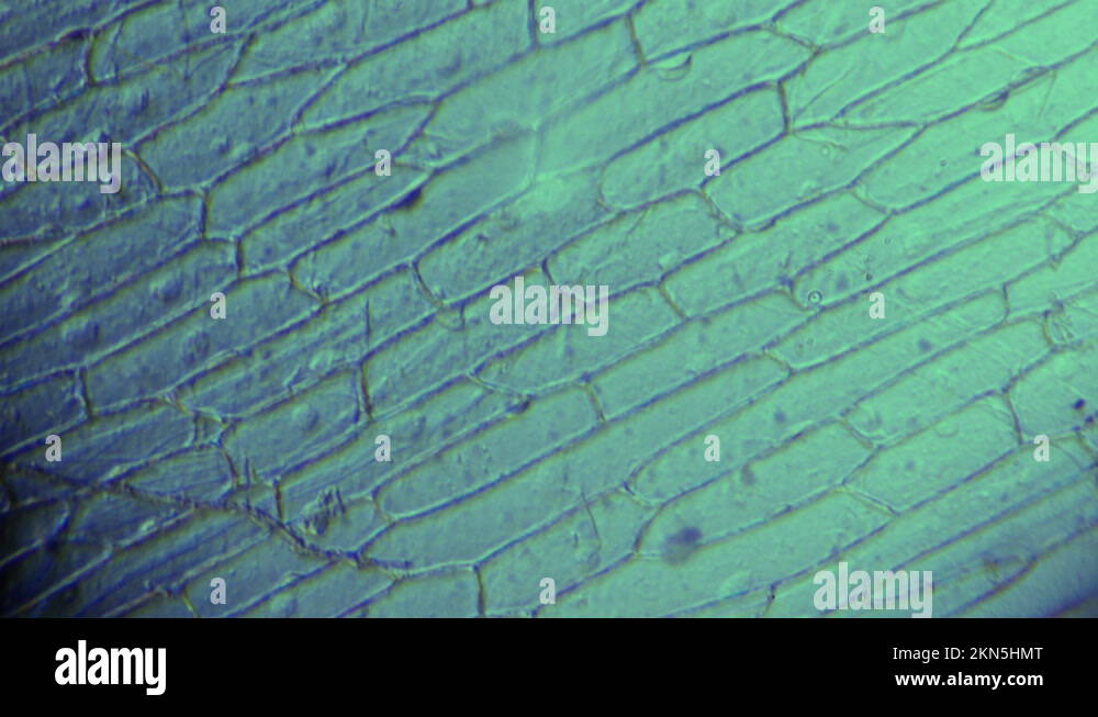 A thin layer of plant tissue, one cell thick. Plant structure ...