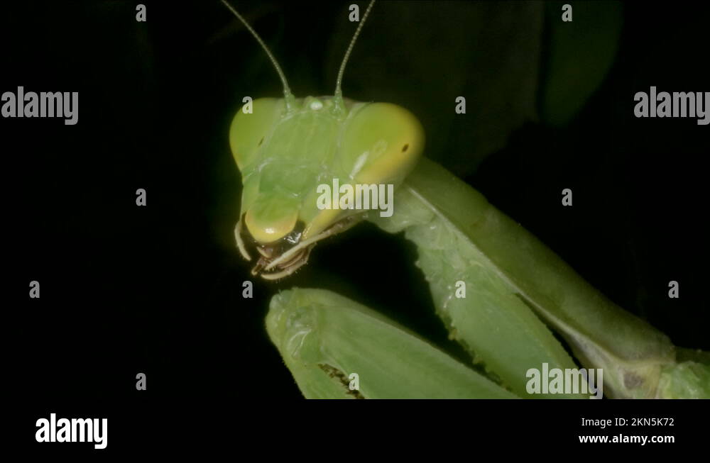 Extreme close up portrait of Praying mantis insect Stock Video Footage ...