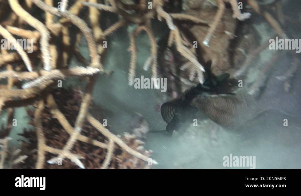 successful hunter: giant moray eel stirring up sand under a coral block ...