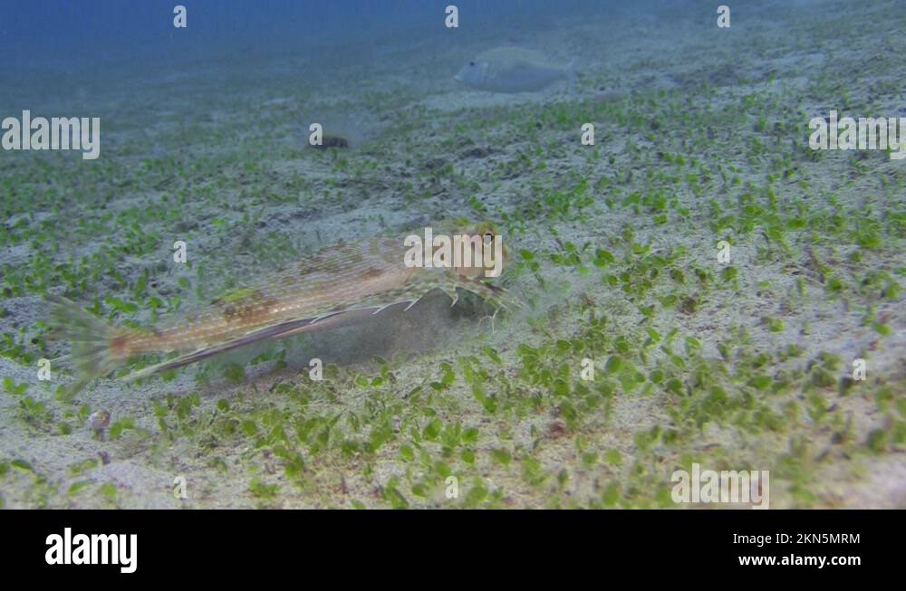 Helmut Gurnard walks over sandy bottom poking in sand with tips of fins ...