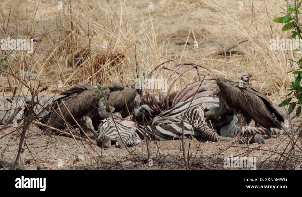 Zebra competition Stock Videos & Footage - HD and 4K Video Clips - Alamy