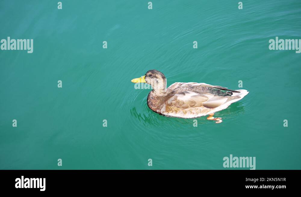 Female duck side view in water Stock Videos & Footage - HD and 4K Video ...