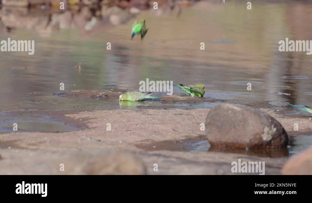 Budgies australia Stock Videos & Footage - HD and 4K Video Clips - Alamy