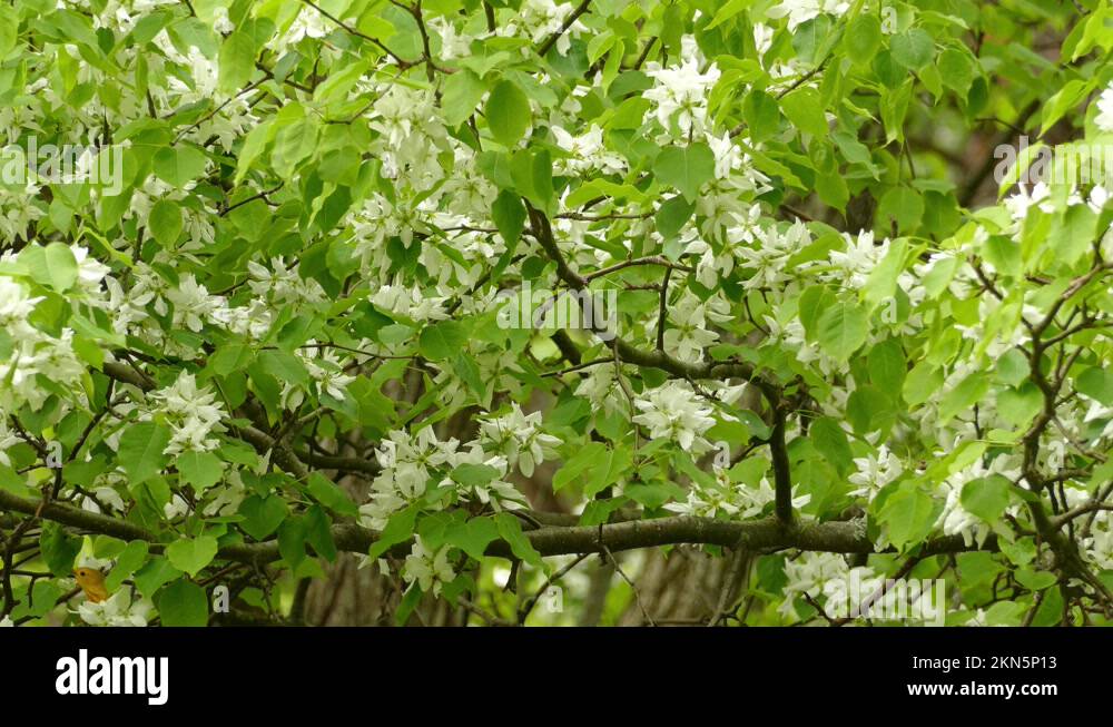 Yellow warbler bird jumping on blooming tree branch, static view Stock ...