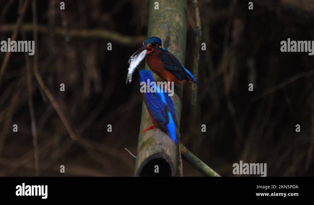 A male giving the fish to the female, she moves to the right , the male ...