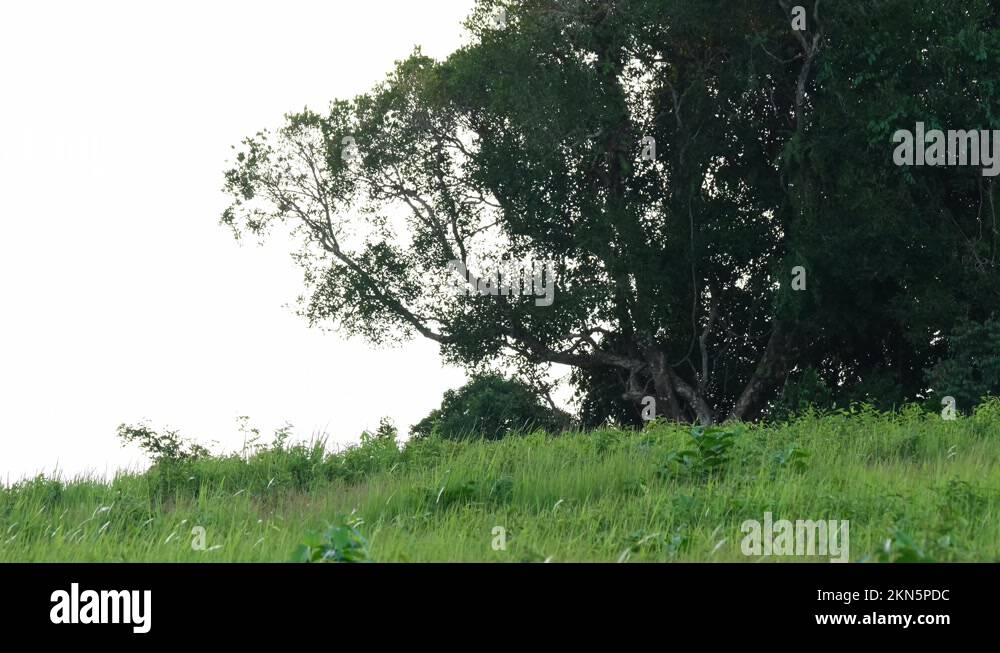 Grass and Trees moving with the wind in Khao Yai National Park ...
