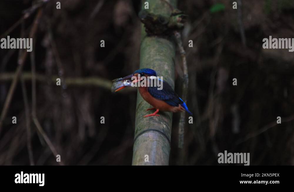 A female with a fish in the mouthy facing to the left slamming the fish ...