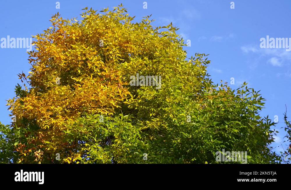 Green tree fluffy crown Stock Videos & Footage - HD and 4K Video Clips ...