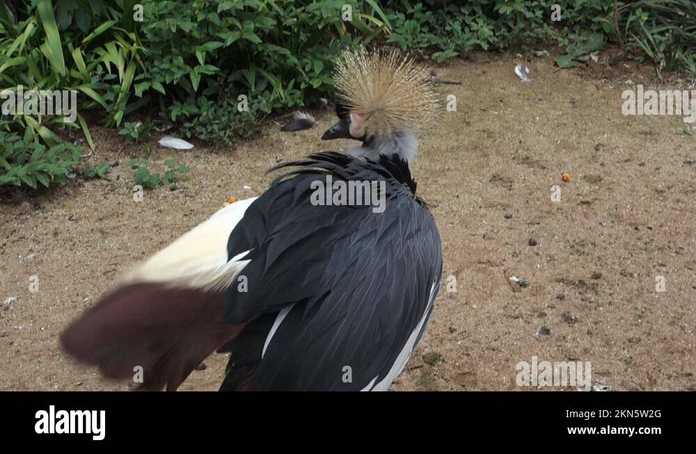 African crowned bird Stock Videos & Footage - HD and 4K Video Clips - Alamy