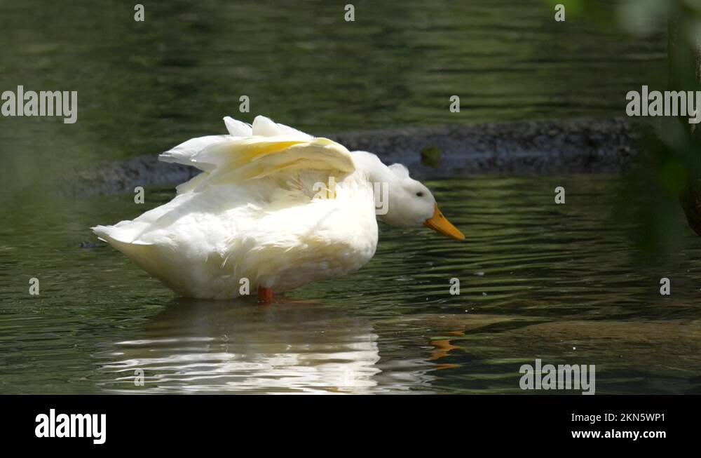 Close up of cute white duck catching fish with beak during chase in ...