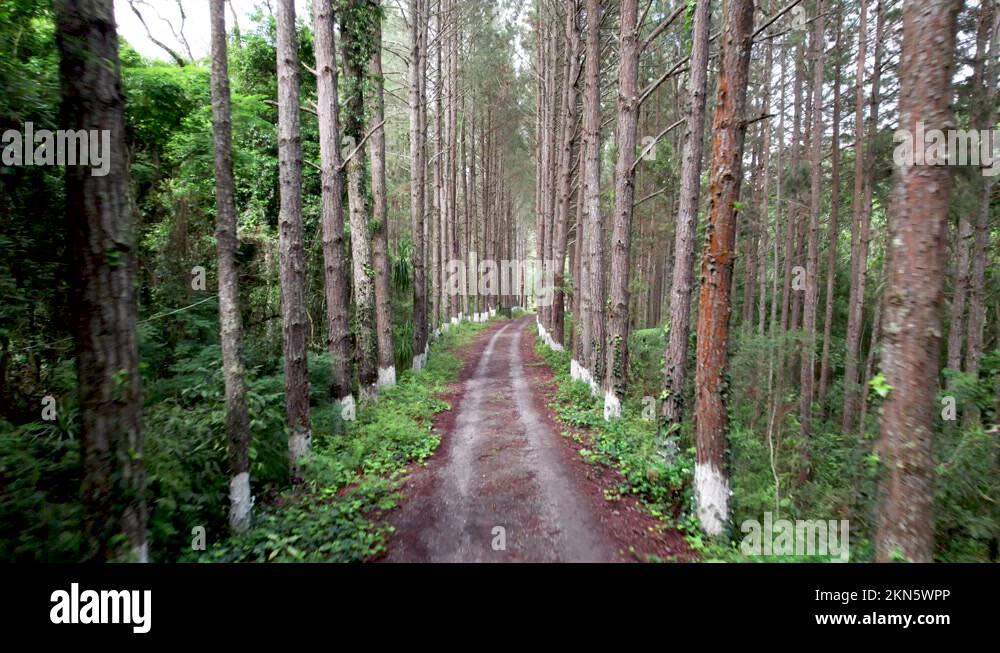 Road tall trees Stock Videos & Footage - HD and 4K Video Clips - Alamy