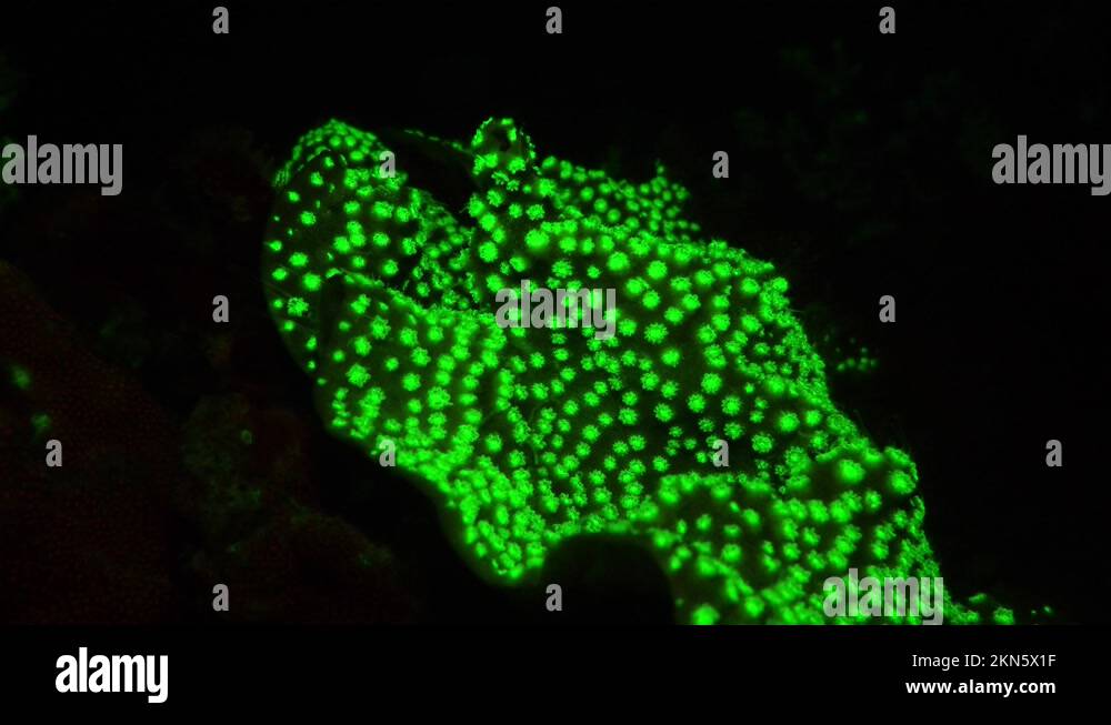 Fluorescent colour Stock Videos & Footage - HD and 4K Video Clips - Alamy