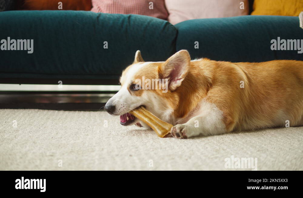 Corgi gnawing bone on floor close-up. Little dog lying and biting his ...