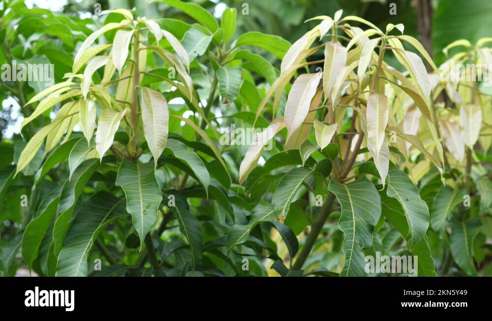Mango tree plant in Stock Videos & Footage - HD and 4K Video Clips - Alamy
