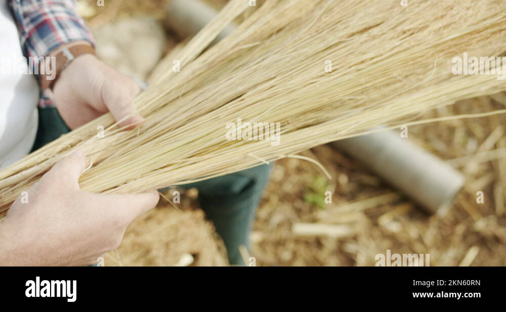 Farmer Making Traditional Straw Broom with sorghum, natural broom Stock ...