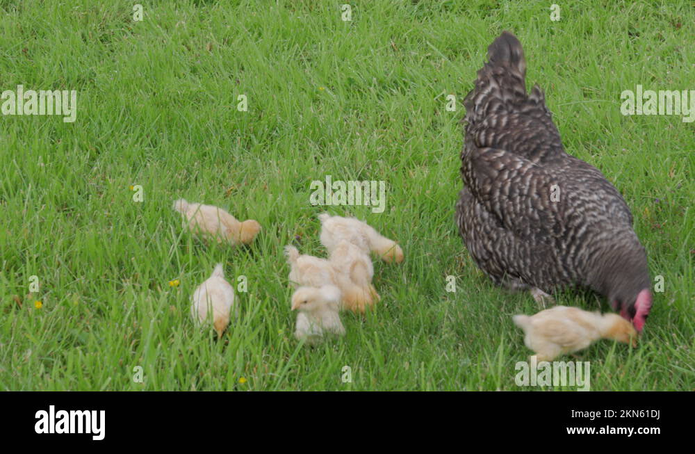 Free range chicken hen england Stock Videos & Footage - HD and 4K Video ...