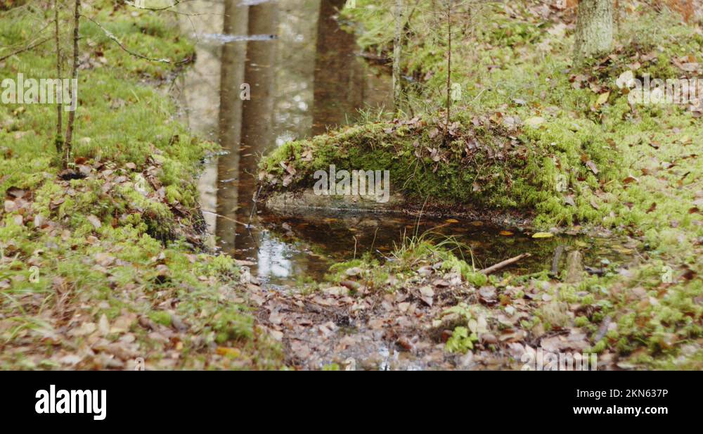 Stream rock moss forest Stock Videos & Footage - HD and 4K Video Clips ...