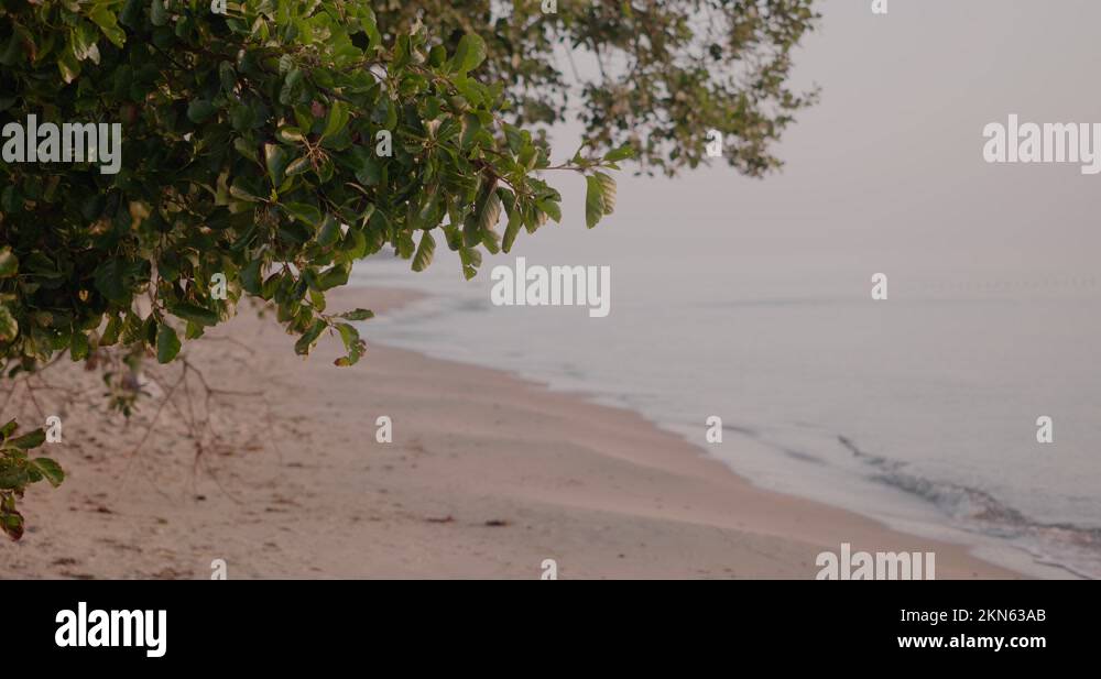 Beech Branch By The Knäbäckshusen Beach, South Sweden, Static Wide Shot ...