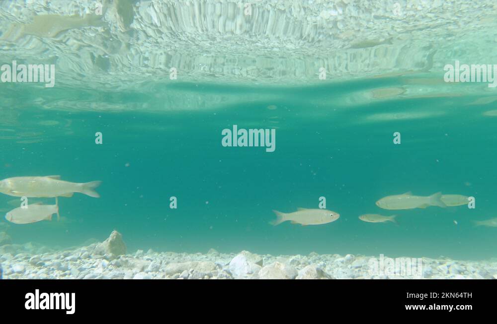 Pristine freshwater lake view Stock Videos & Footage - HD and 4K Video ...