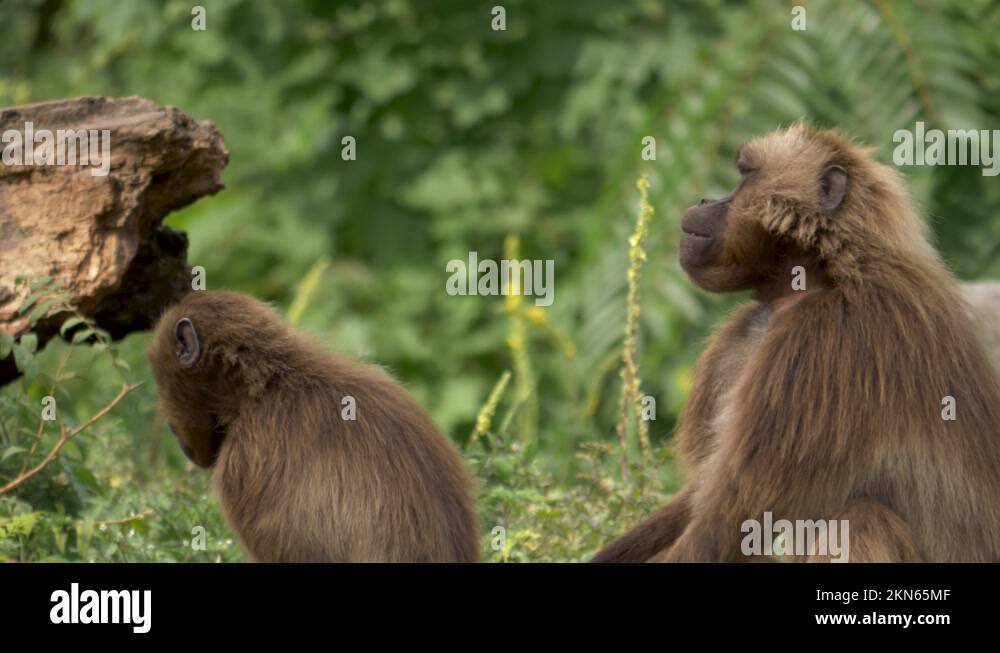 Theropithecus gelada baboon monkeys Stock Videos & Footage - HD and 4K ...