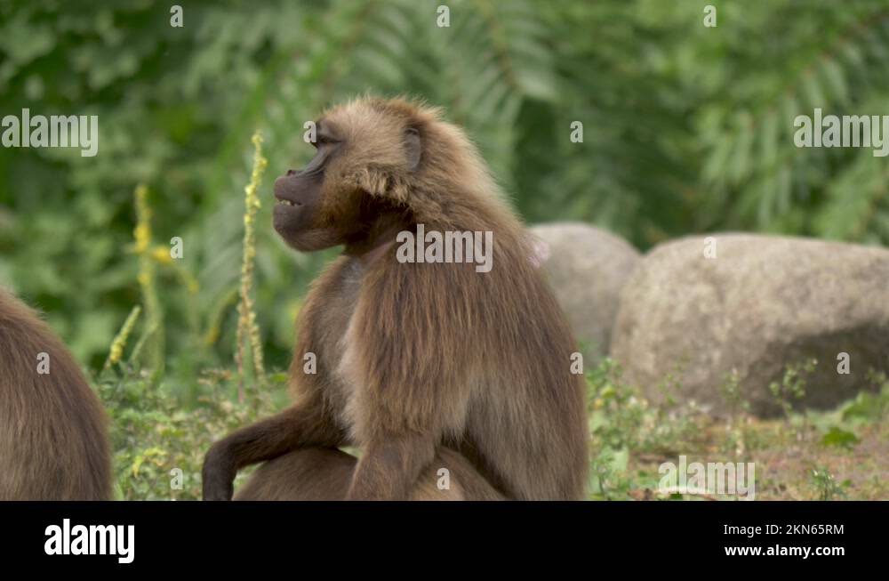 Ethiopian baboon monkey Stock Videos & Footage - HD and 4K Video Clips ...