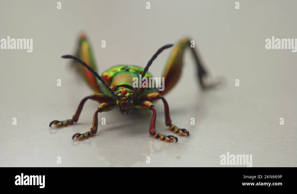 Close-up view of Frog-legged Leaf beetle on white background. Amazing ...