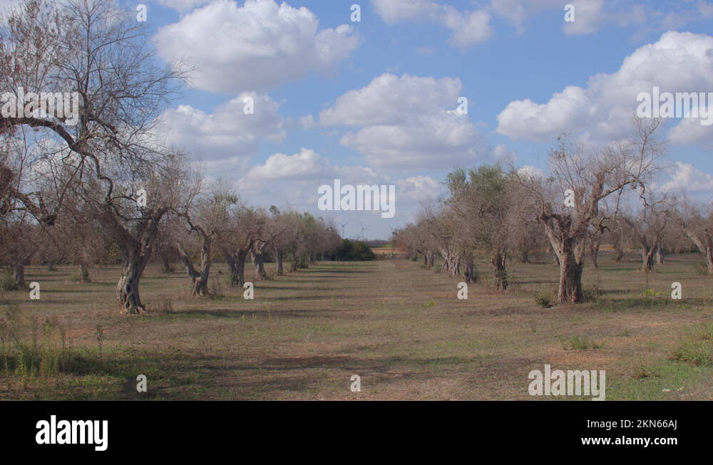 Trees with disease Stock Videos & Footage - HD and 4K Video Clips - Alamy