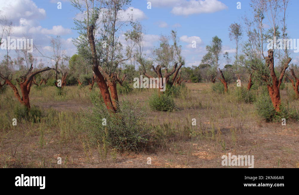 Olive tree damage Stock Videos & Footage - HD and 4K Video Clips - Alamy