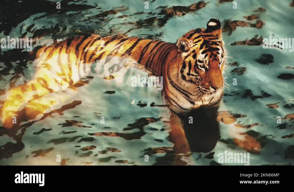 Tiger cool Stock Videos & Footage - HD and 4K Video Clips - Alamy