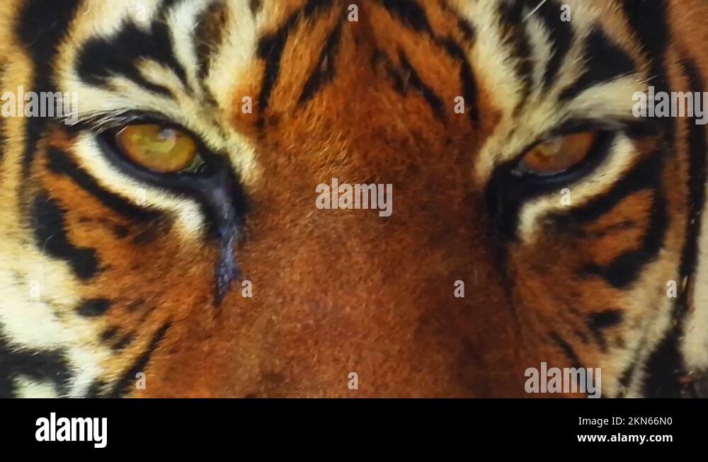 Tiger look Stock Videos & Footage - HD and 4K Video Clips - Alamy