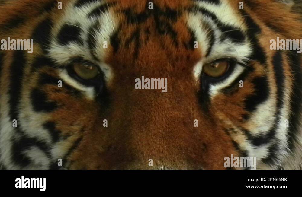 Tiger face close Stock Videos & Footage - HD and 4K Video Clips - Alamy