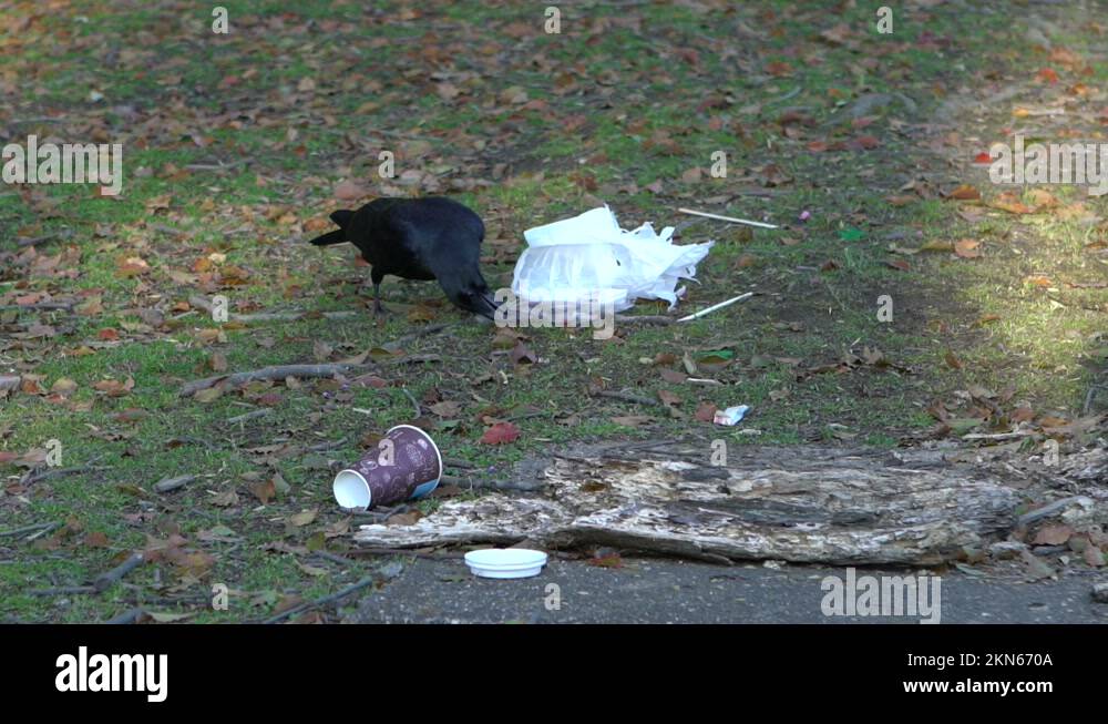 Slowmotion black crow feeding at rubbish in Kyoto. Japanese raven ...