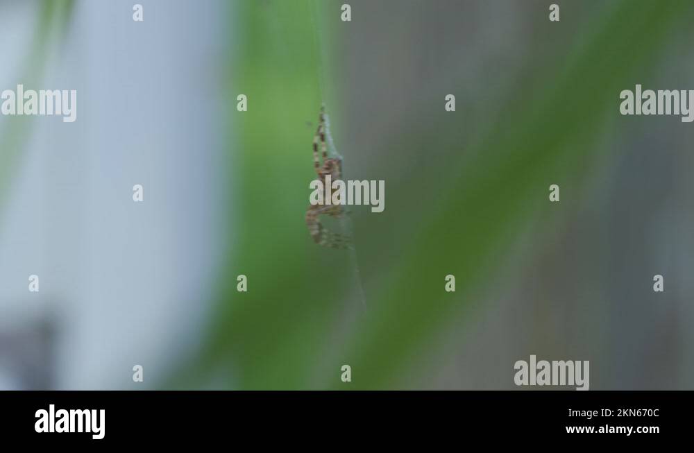 Garden cross spider in a web Stock Videos & Footage - HD and 4K Video ...