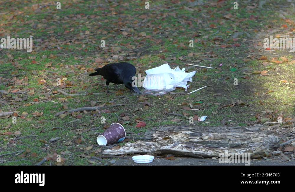 Slowmotion black crow feeding at rubbish in Kyoto. Japanese raven ...