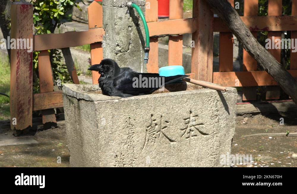 Slow Motion black crow bathe on water fountain at Japan. Japanese raven ...