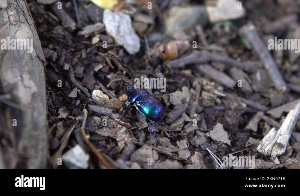 Slow Motion of dung beetle on a poop at Japan. Blue Japanese scarab ...