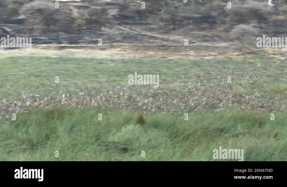 Red-billed quelea ( Quelea quelea ) millions of them in murmuration ...