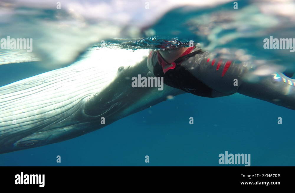 Newborn humpback whale Stock Videos & Footage - HD and 4K Video Clips ...