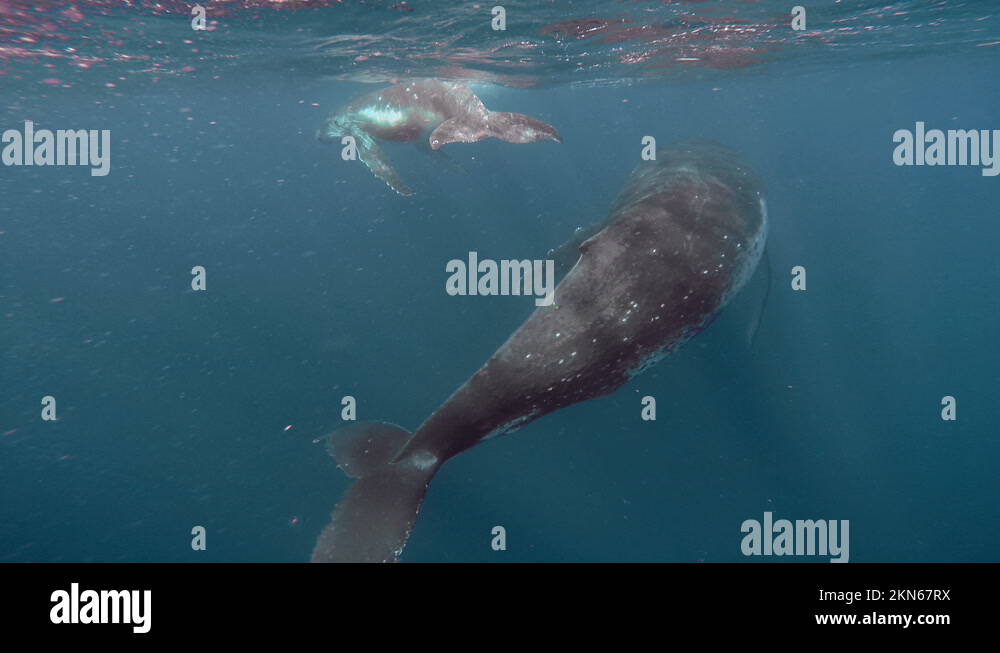 Newborn humpback whale cub swims next to mom underwater in Pacific ...