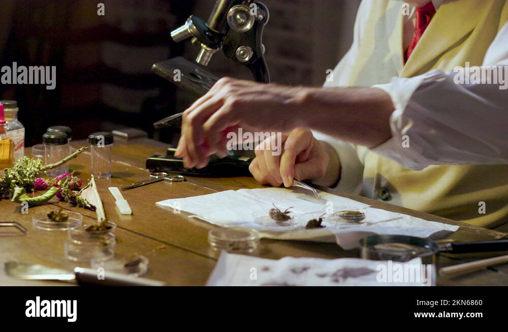 Entomologist Stock Videos & Footage - HD and 4K Video Clips - Alamy