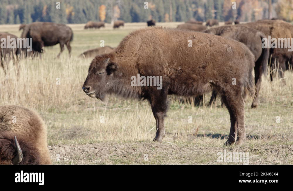 Hump of nose Stock Videos & Footage - HD and 4K Video Clips - Alamy