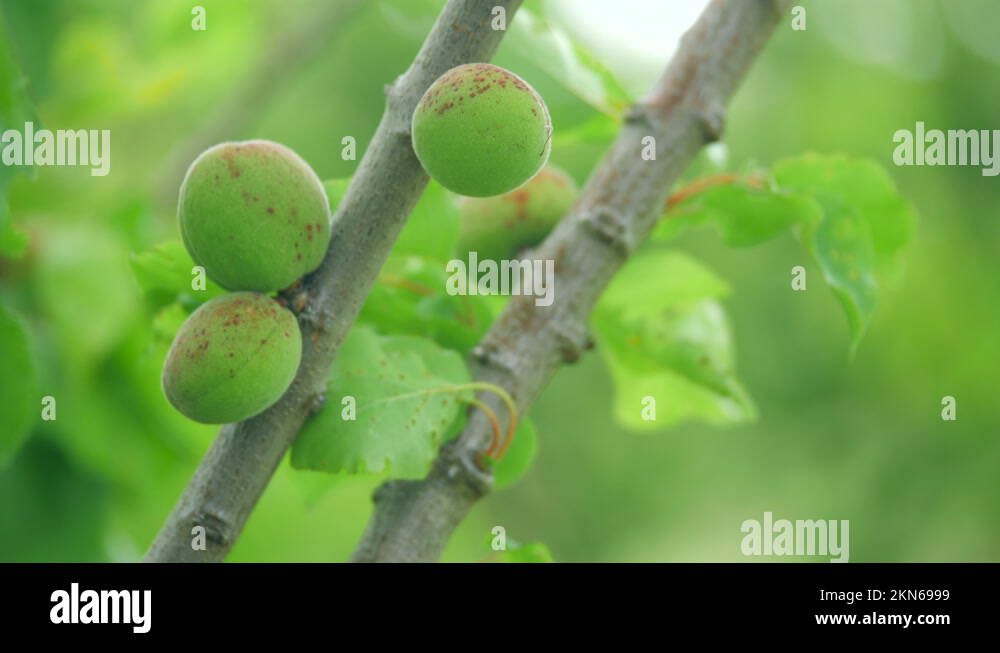 Budding fruit Stock Videos & Footage - HD and 4K Video Clips - Alamy