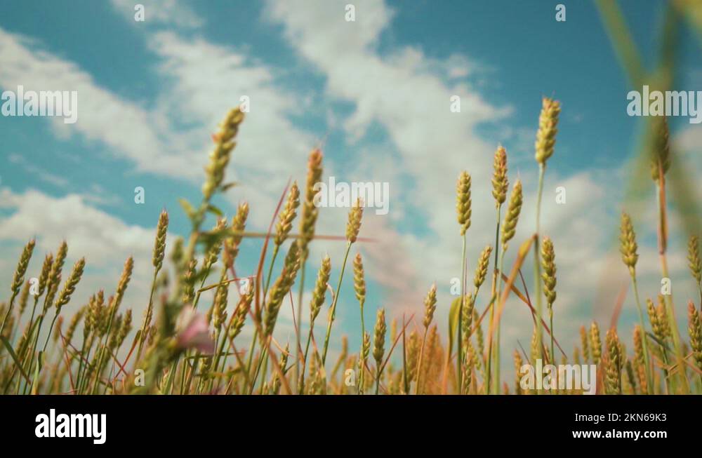 Wheat field, ears of wheat swaying from the gentle wind. Golden ears ...