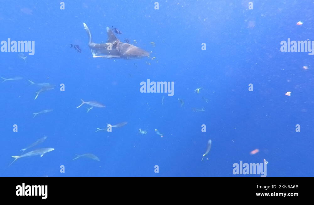 Ocean abyss Stock Videos & Footage - HD and 4K Video Clips - Alamy