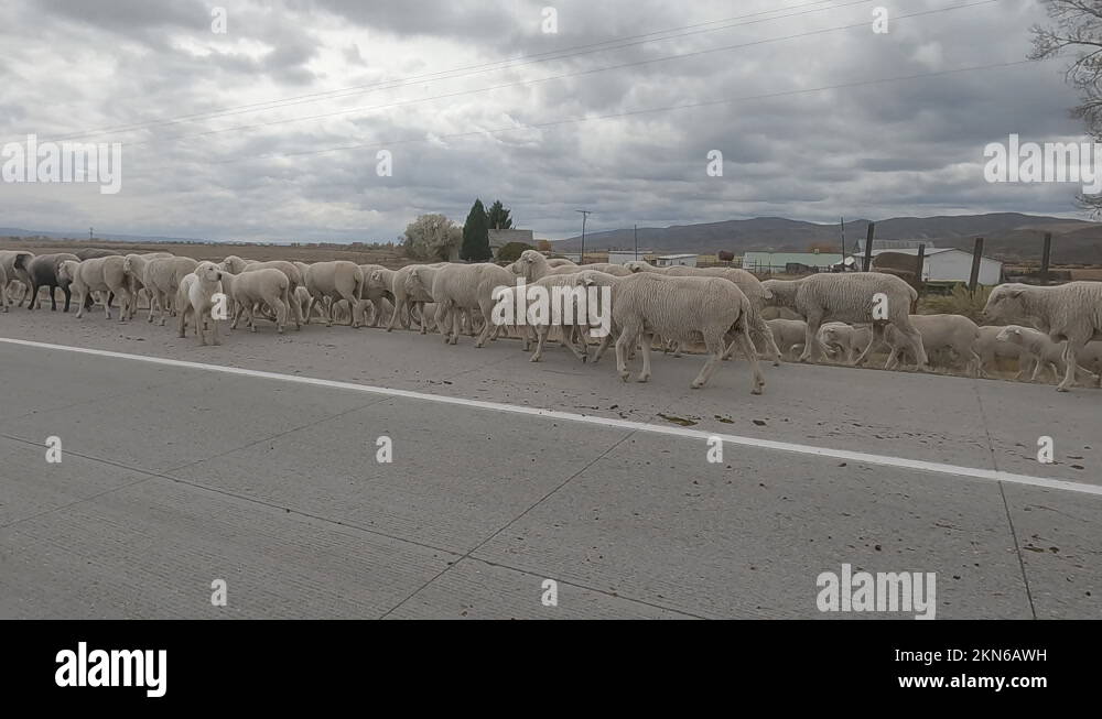 Wyoming ranch sheep Stock Videos & Footage - HD and 4K Video Clips - Alamy