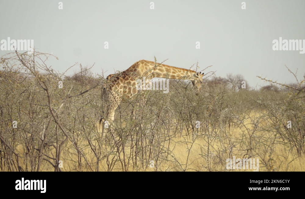 Craning its neck Stock Videos & Footage - HD and 4K Video Clips - Alamy