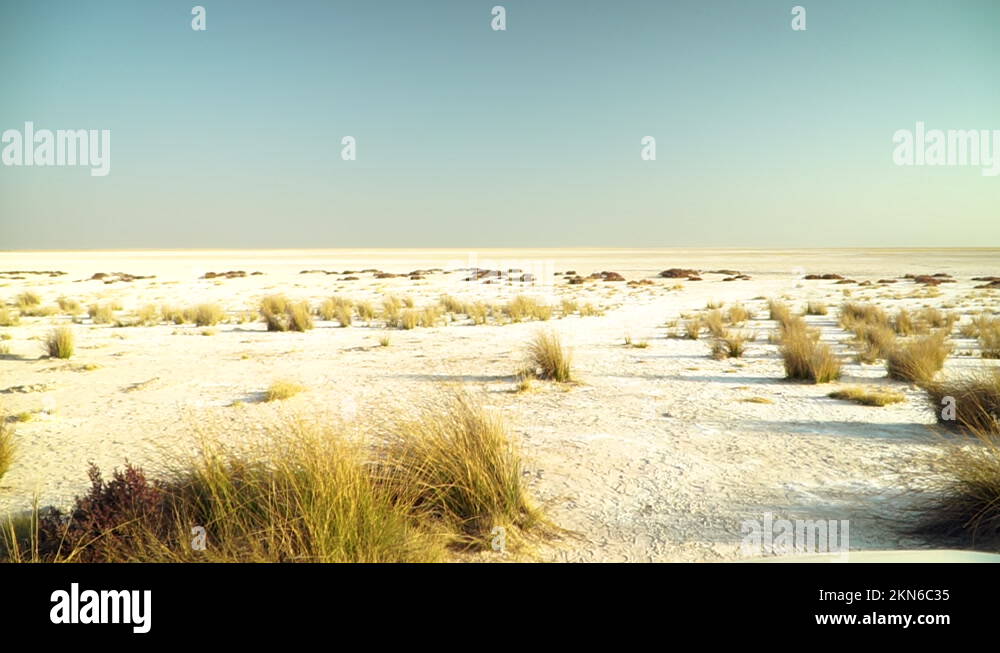 Desert tufts grass Stock Videos & Footage - HD and 4K Video Clips - Alamy