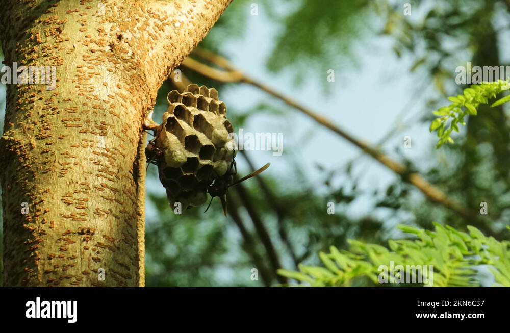 Wasps nesting Stock Videos & Footage - HD and 4K Video Clips - Alamy