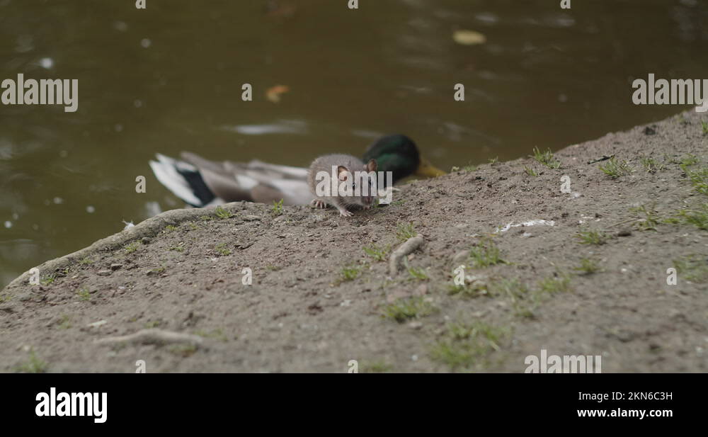 Agile Common Rat Looking Scared At The Riverbank With Drake Swimming ...